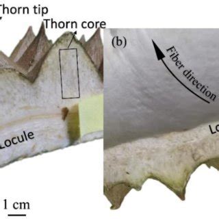 A Structure Of Outer Layer B Structure Of Inner Layer Download Scientific Diagram