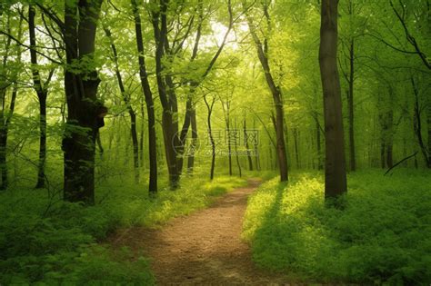 阳光明媚的森林景观高清图片下载 正版图片600366026 摄图网