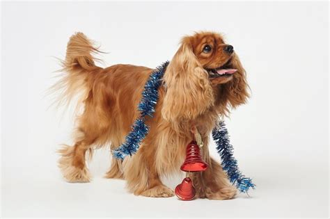 Premium Photo Cocker Spaniel With Christmas Decorations