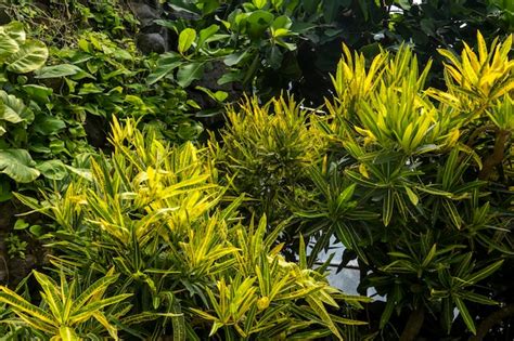 Premium Photo Codiaeum Variegatum Plant