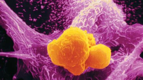 Macrophage Cell Britannica