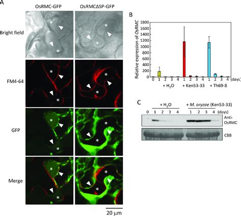 Osrmc Is Localized To Apoplast And The Gene Expression Is Induced By M Download Scientific