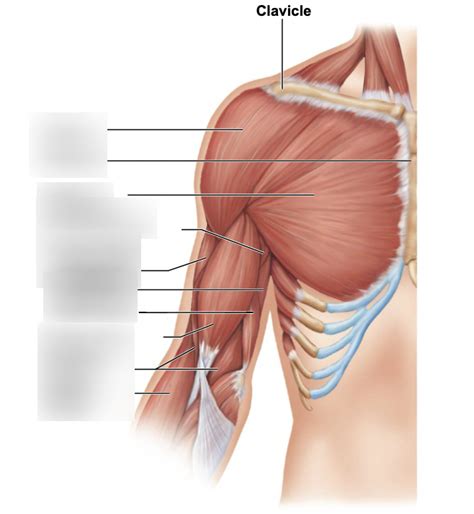 Muscles Of Shoulderelbow Joints Diagram Quizlet