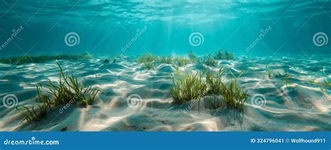 Underwater Background With A Clear View Of A Sandy Seabed And Small Stock Image Image Of