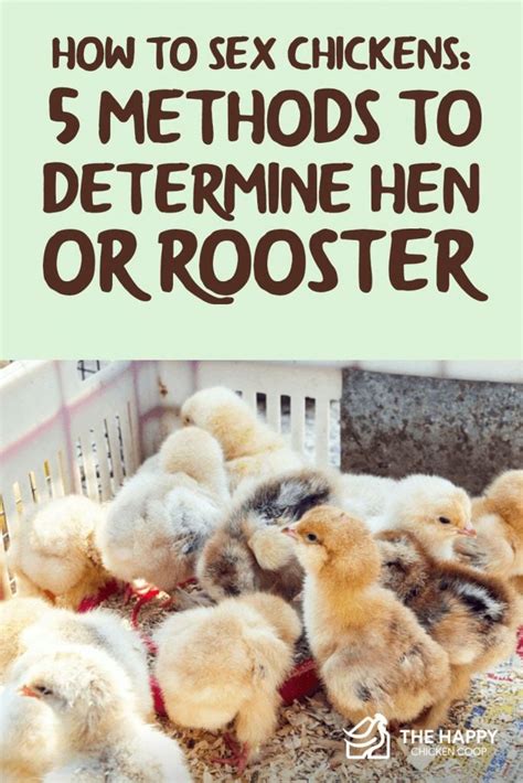 How To Sex Chickens Methods To Determine Hen Or Rooster