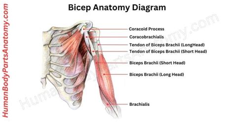 Complete Guide On Human Anatomy With Parts Names And Diagram