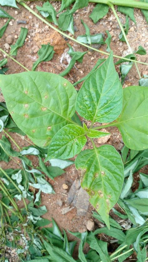 අමුමිරිස් මාලු මිරිස් හා බෙල්පෙපර් වගාකරුවන්ගේ සංගමය මෙහෙම වෙන්නේ ඇයි