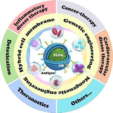 Schematic Illustration Of Cmplga Biomimetic System For Diverse