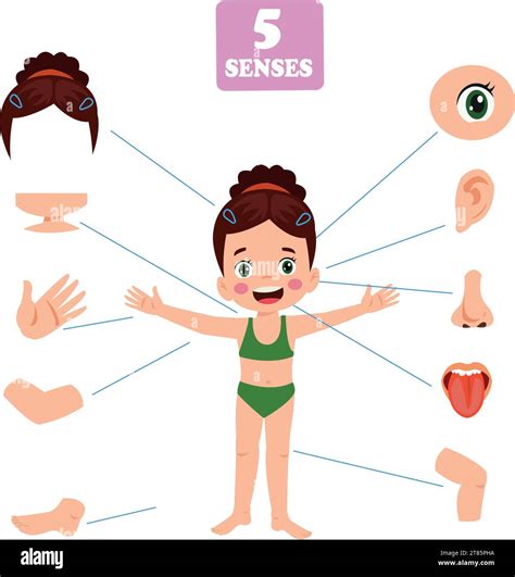 Five Senses Cut Out Stock Images And Pictures Alamy