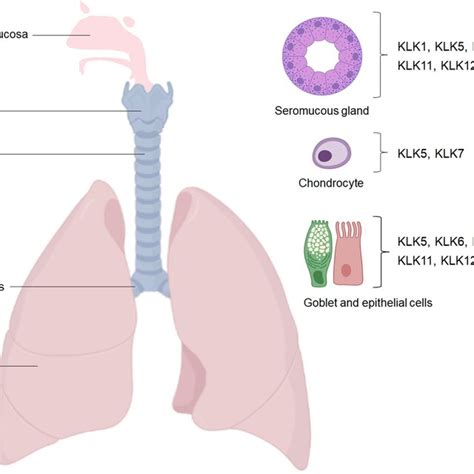 A Schematic Distribution Of The Different Kallikrein Related Peptidases Download Scientific