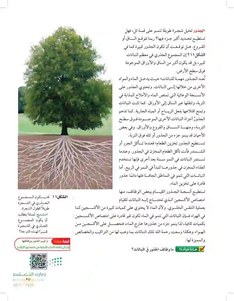 توضح تركيب ووظفة كل من الجذور والساق والأوراق عين2022 النباتات