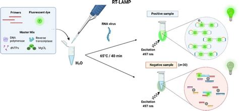 New Methodology Applied For Detection Of Sars Cov 2 That Uses A Download Scientific Diagram