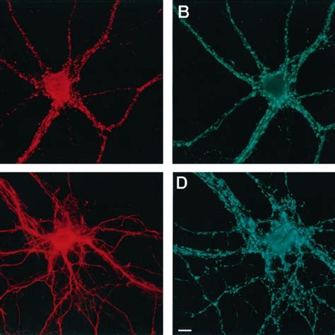 Preservation Of Punctate Staining For Proteins Of The Postsynaptic Download Scientific Diagram