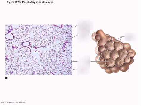 Slides Lung Diagram Quizlet