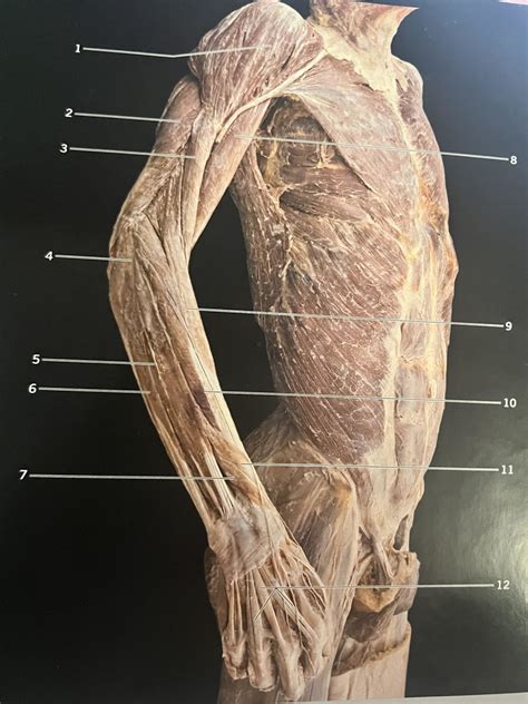 Bio Lab Forearm Extensor Diagram Quizlet