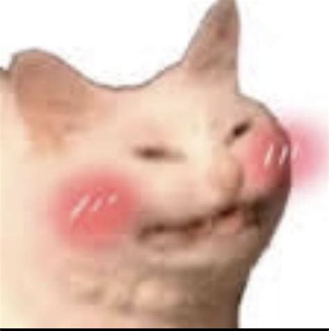Blush Cat Cute Emoji For Discord Boring Emoji Cat Emoji