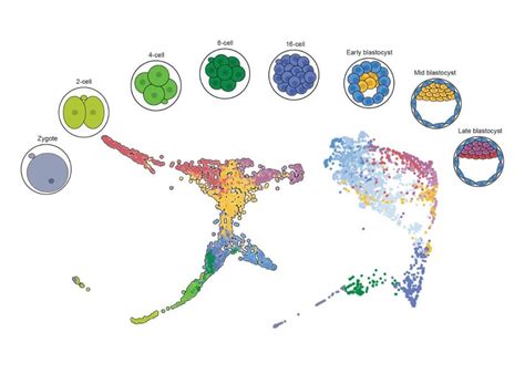 New Reference Model Will Become Crucial In Understanding The Effects Of