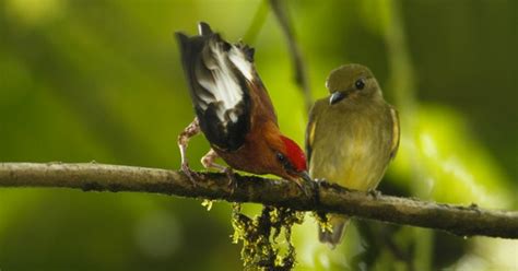 Fastest Wings On Earth Show Extremes Of Sexual Selection WIRED