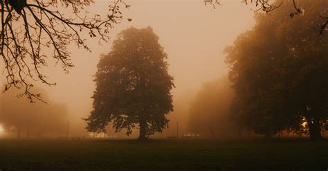 가을 경치 계절의 변화 고독 고요한 고요함 공원 공원 벤치 나무 나무 실루엣 나뭇가지 대기의 도시 공원 독일 떨어지다 만하임 미묘한 바덴 뷔