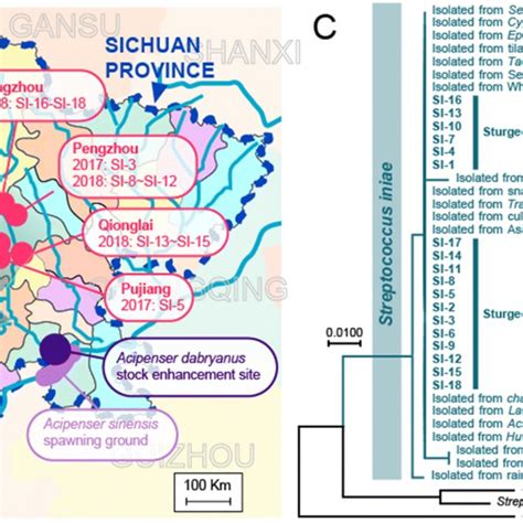 Sampling Sites Of Streptococcus Iniae In Sichuan A The Production Download Scientific Diagram