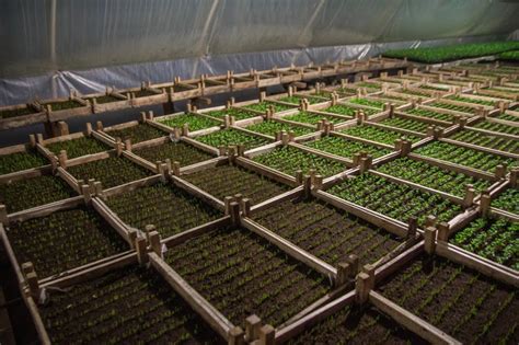 Посівний календар на березень 2024 для городу саду та клумби