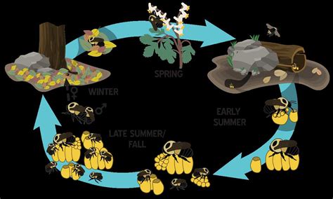 The Fascinating Journey Of A Bumble Bee Exploring Its Life Cycle