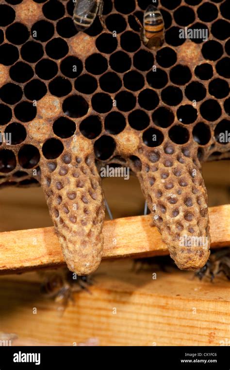 Types Of Queen Bee Cells At Rory Birch Blog