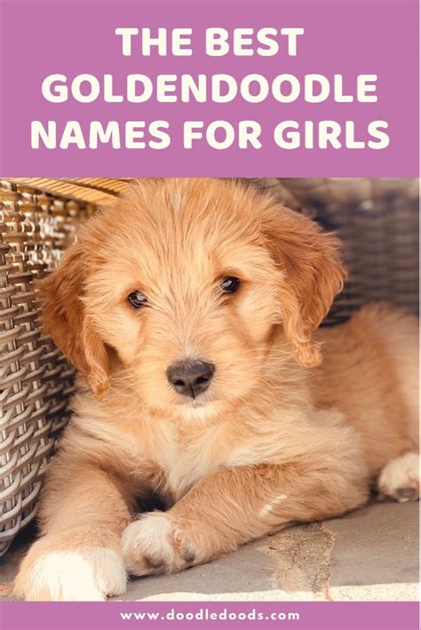 10 Cute Goldendoodle Names Ideas Goldendoodle Names Cute Names For