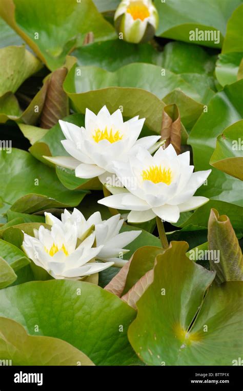 Water Lily Nymphaea Stock Photo Alamy