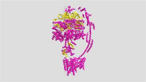 Atp Synthase Download Free 3d Model By Vera4art Elvera Viljoen