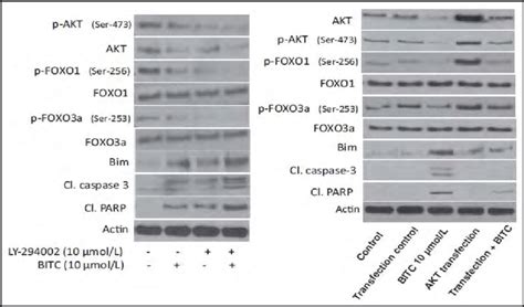 Akt Inhibitor Potentiates Bitc Induced Apoptosis Whereas Akt