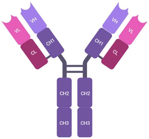 Schematic Representation Of A Full Length Antibody Composed Of A Pair