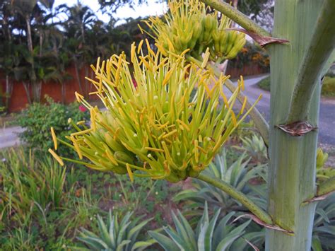 ดอกมะลิลา เกษตรตำบล ศูนย์รวมข้อมูลเกษตร พันธุ์ไม้ เมล็ดพันธุ์ ปุ๋ย เกษตรธรรมชาติ อัพเดดข่าวสาร