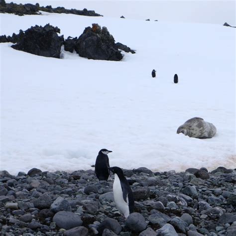 One Year Ago Today First Icebergs First Antarctic Landing First