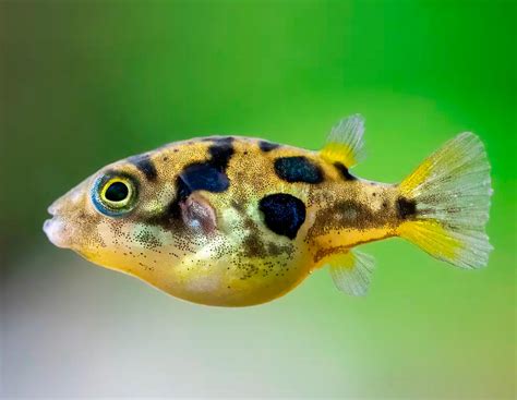 Рыба шар описание где обитает чем питается сколько живет