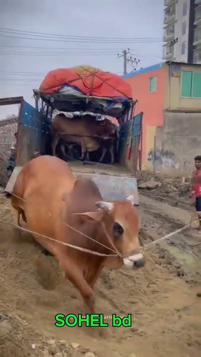 সাগরিকা গরু বাজারে চলে আসলো কুরবানীর জন্য গরু Dance Shortsvideo Subscribe Edit Attitude