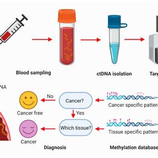 Diagram Of The Procedures Of Breast Cancer Detection Through