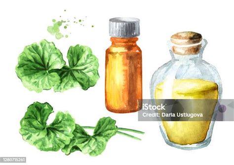 고투 콜라 추출물과 오일 세트 센텔라 아시아티카 한방 약 흰색 배경에 격리 된 수채화 손으로 그린 일러스트레이션 가루로 빻은에 대한 스톡 벡터 아트 및 기타 이미지 Istock