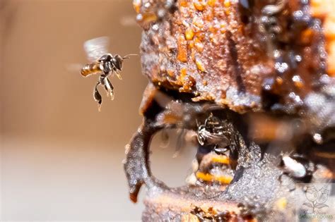 Stingless Bee Recognition Enabled A Photo Story Jane Grows Garden Rooms