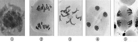 下图中编号① ⑤的图像是显微镜下拍到的二倍体百合的减数分裂不同时期的图像 请回答问题 1 将捣碎的花药置于载玻片上 滴加 染色1 2min 制成临时装片 在光学显微镜下可通过观察细胞中 的