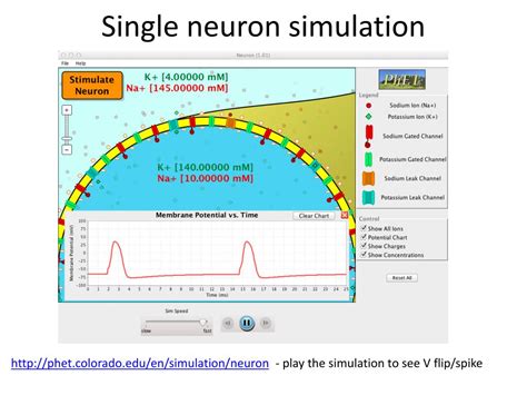 Ppt Introduction To Modeling And Computational Neuroscience Using