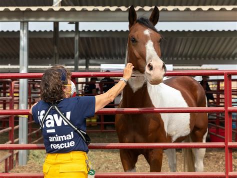 Pintabian Horse Horse Breeds