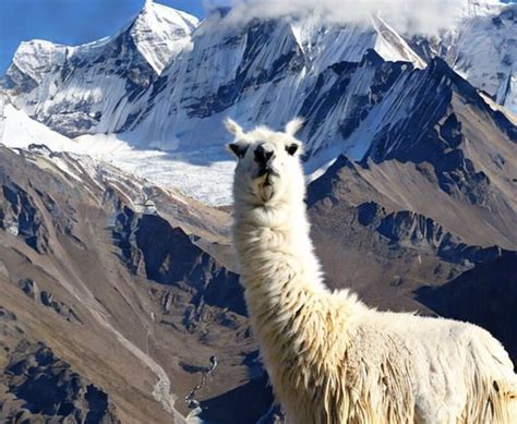 Swami Sivasubramanian On Linkedin Aws Trainium Inferentia