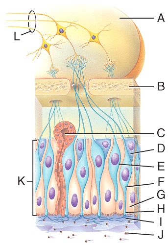Aandp 2 Lab Midterm Practice Flashcards Quizlet