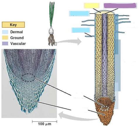 Root Structure Diagram Quizlet