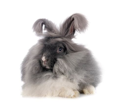 Conejo De Angora Origen Cuidados Y Características Blog Kiwoko