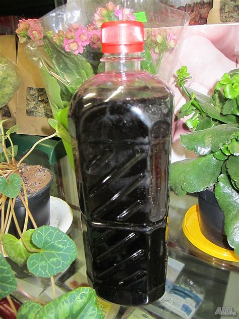 Сироп от плод на бъзак Здравословни и билкови продукти Бургас Сироп от плод бъзак 22