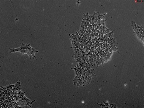 0153 Sc Human Pluripotent Stem Cell Cryopreservation Medium Biotrend