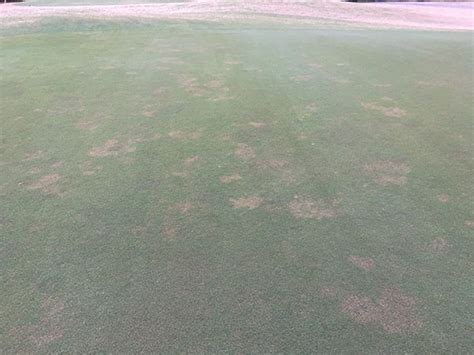 Demystifying Pythium Diseases Of Golf Course Turfgrasses Golfdom