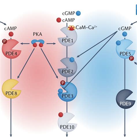Enzymes Involved In Camp And Cgmp Synthesis And Degradation In Download Scientific Diagram